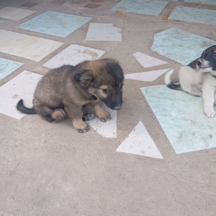 Кутенок в добрые руки