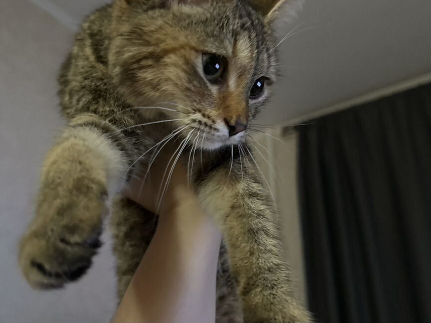 Найдена кошка отдам в добрые руки