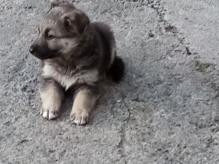 Зенок немецкой овчарки девочка