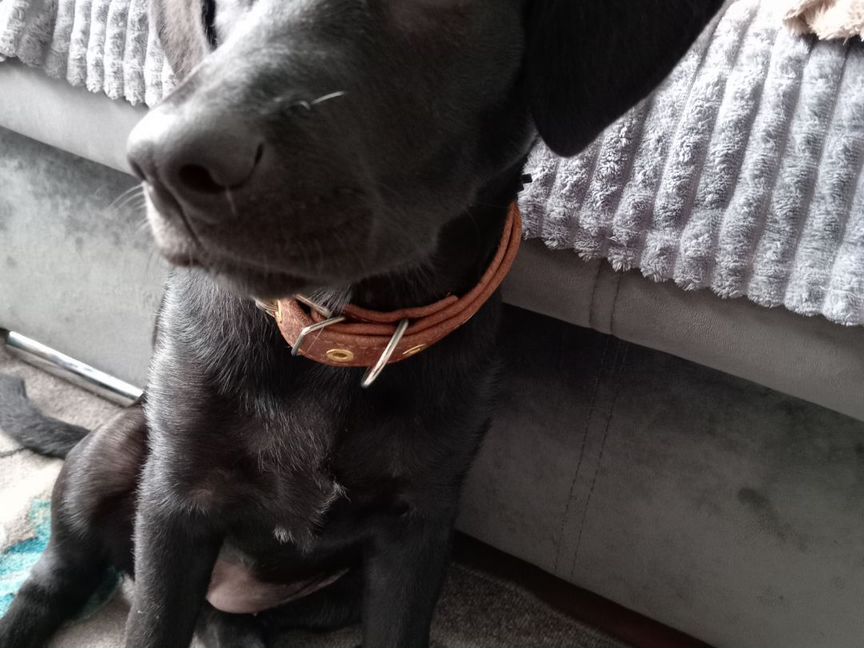 Собаки щенки