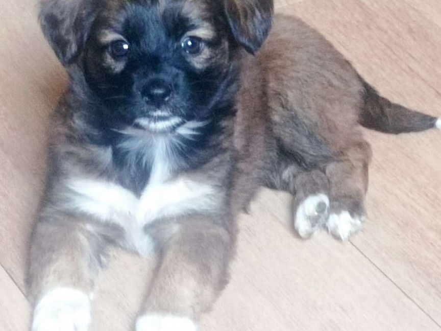 Щенок Маленькая дворняжка бесплатно в добрые руки