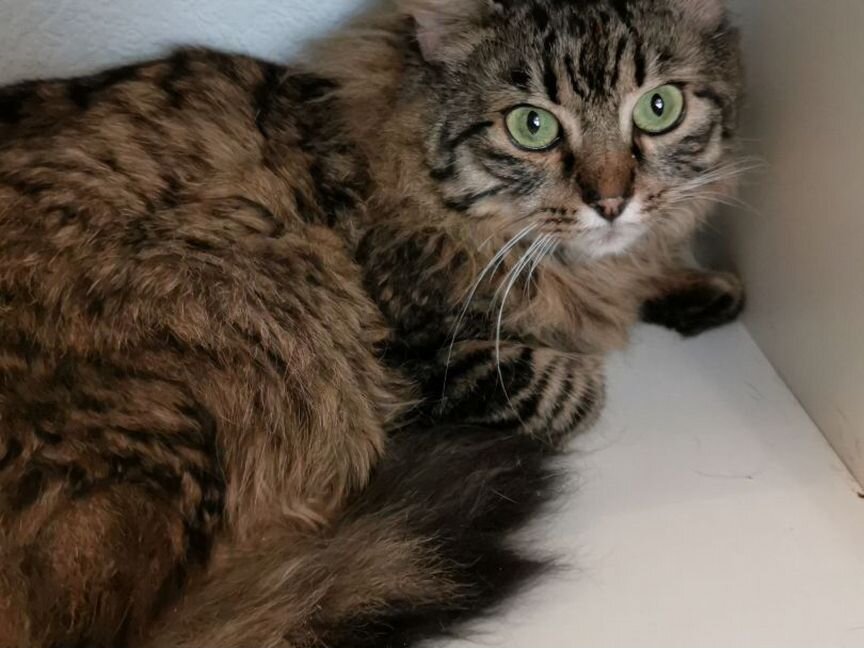 От Пуши отказалась семья