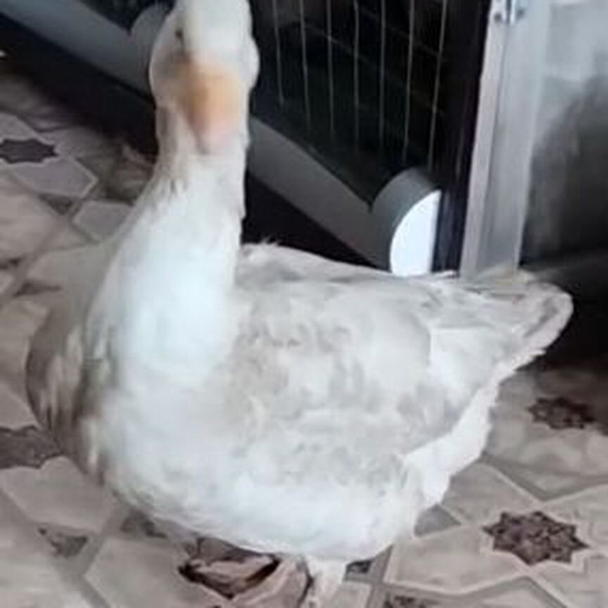 Продам гуся Линда