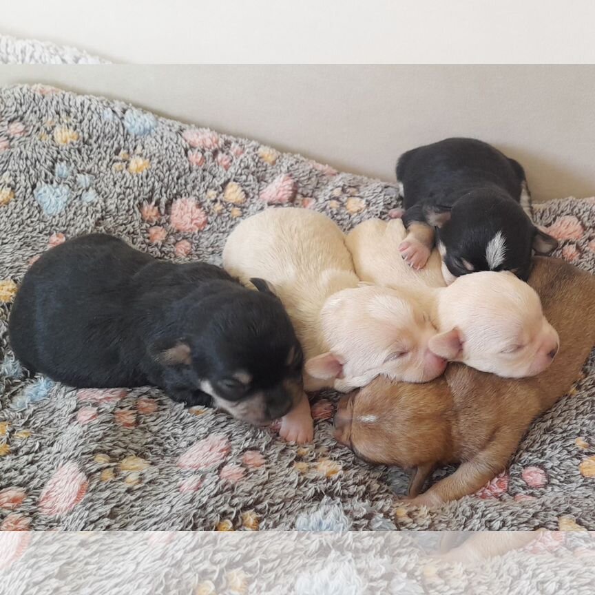 Чихуахуа, щенок