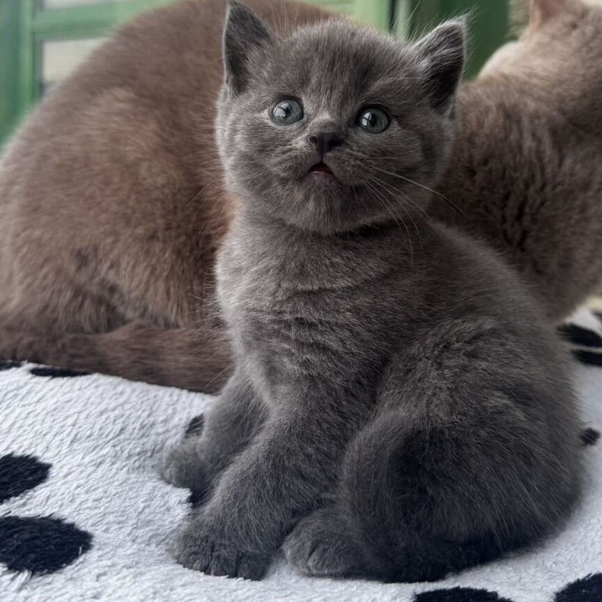 Шотландский прямоухий короткошёрстный котёнок