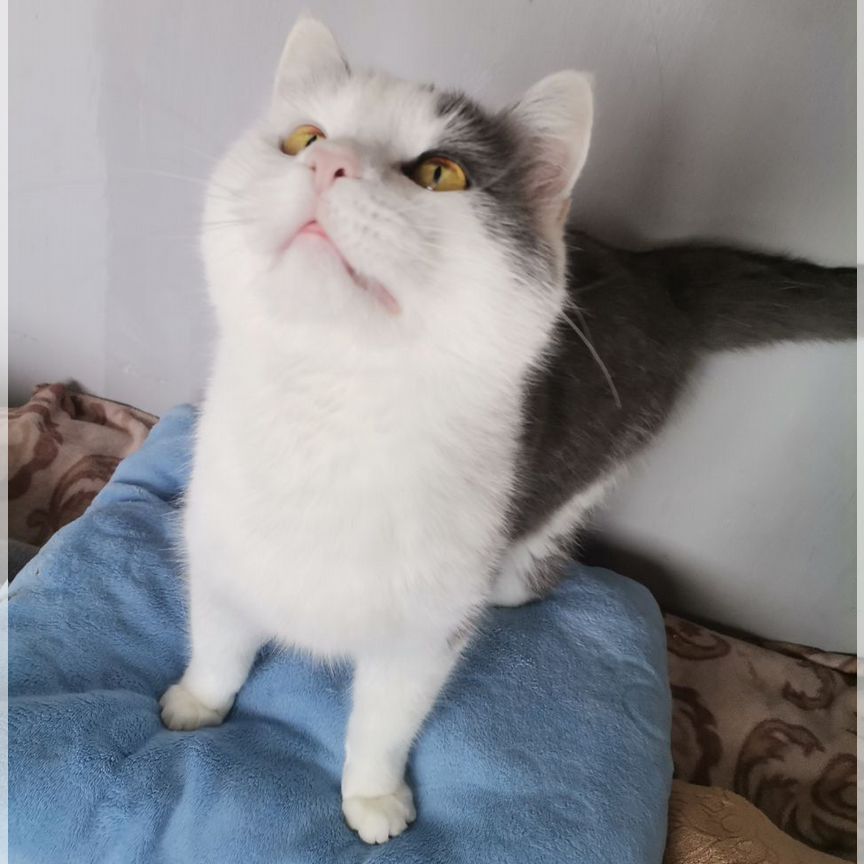 Взрослый кот в добрые руки