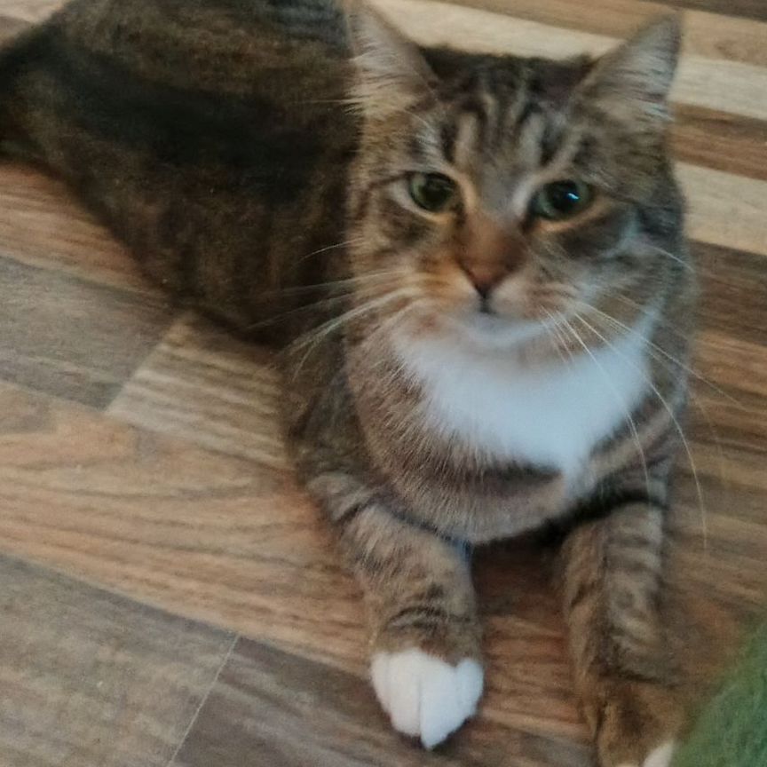 Взрослая, Девочка кошка в добрые руки