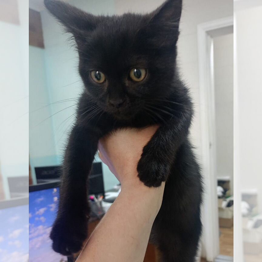 Котенок чёрный