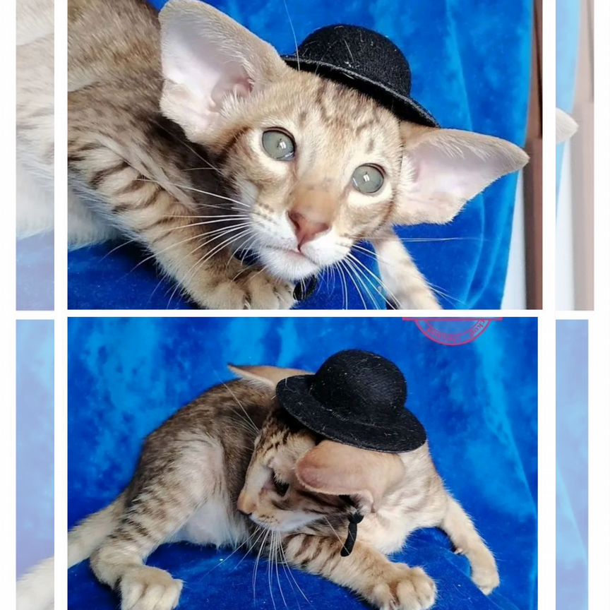 Ориентальный котёнок