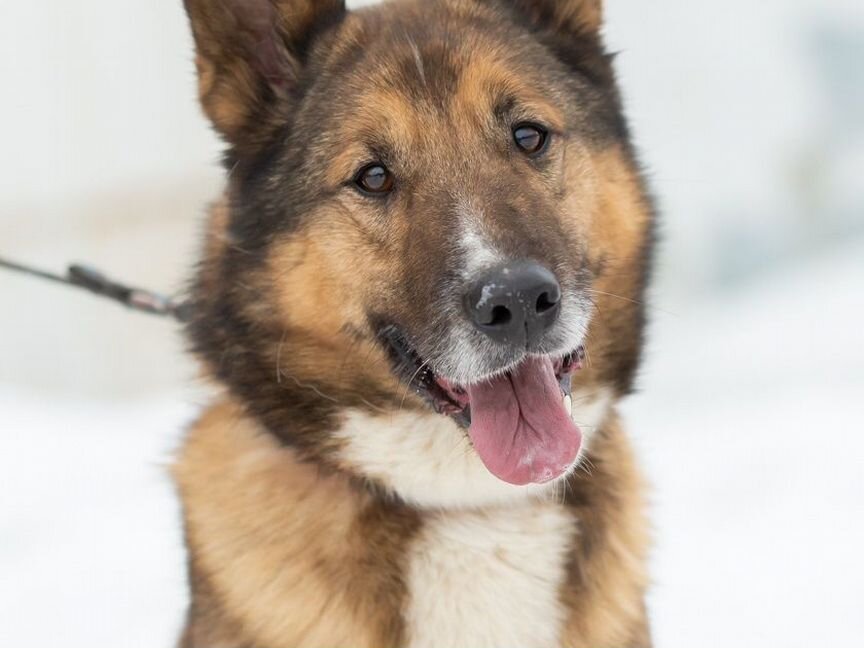 Очень красивый Каштан ищет свою семью