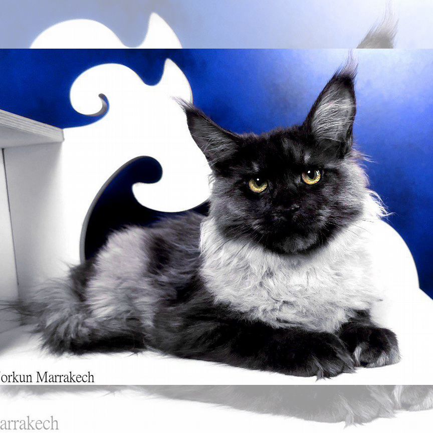 Мейн-кун котёнок