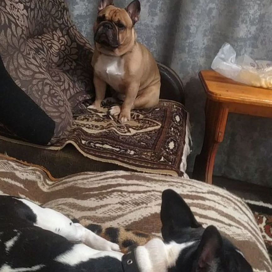 Французский бульдог, взрослый пёс