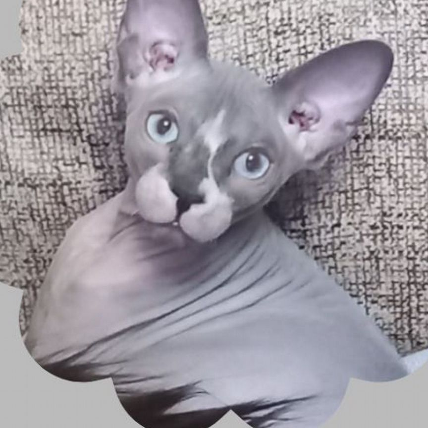 Продам кота