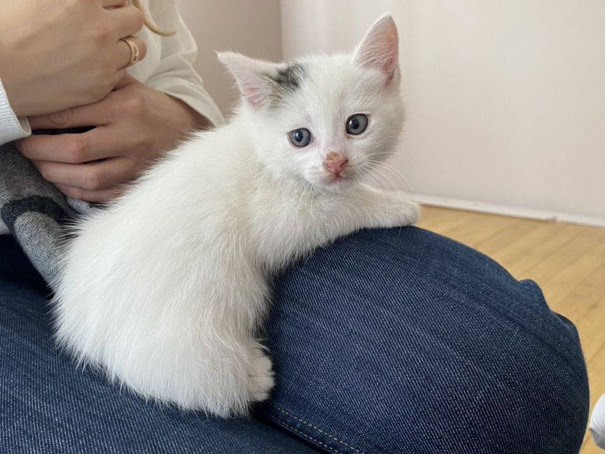 Котенок девочка