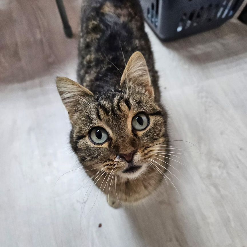 Кошечка тигренок