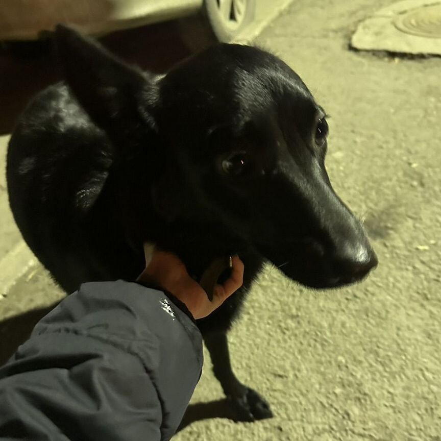 Щенок в добрые руки