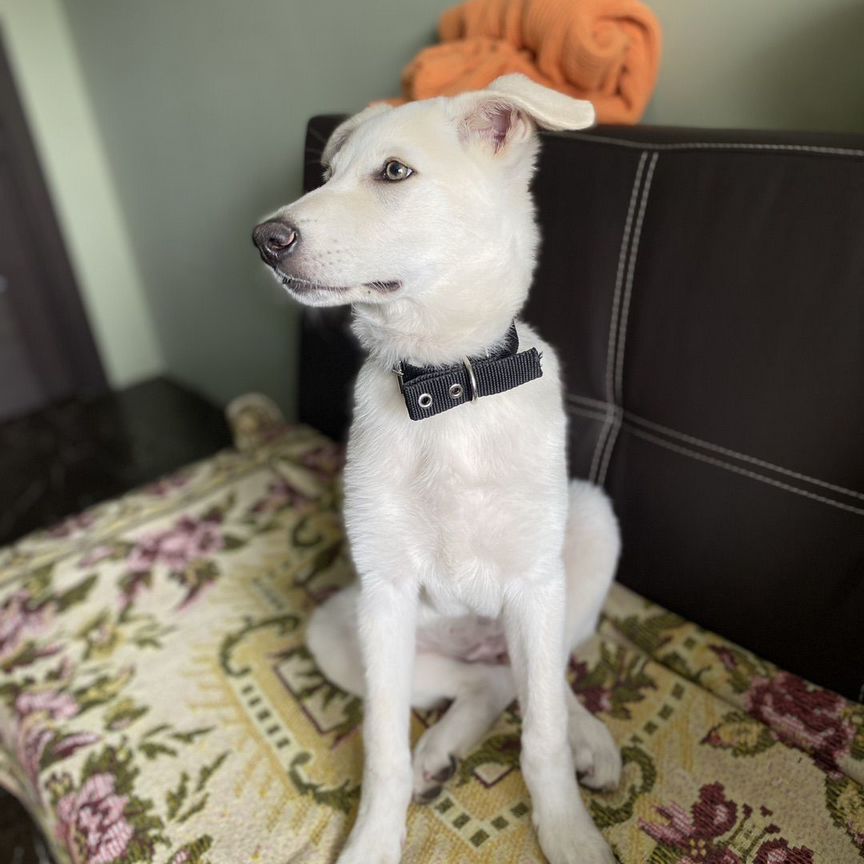 Блондиночка ищет дом