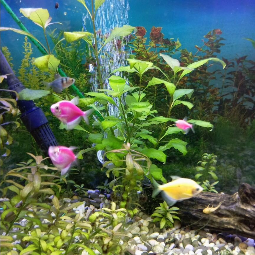 Аквариумные рыбки