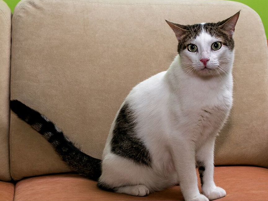 Котик Ларс с сердечком на боку в добрые руки