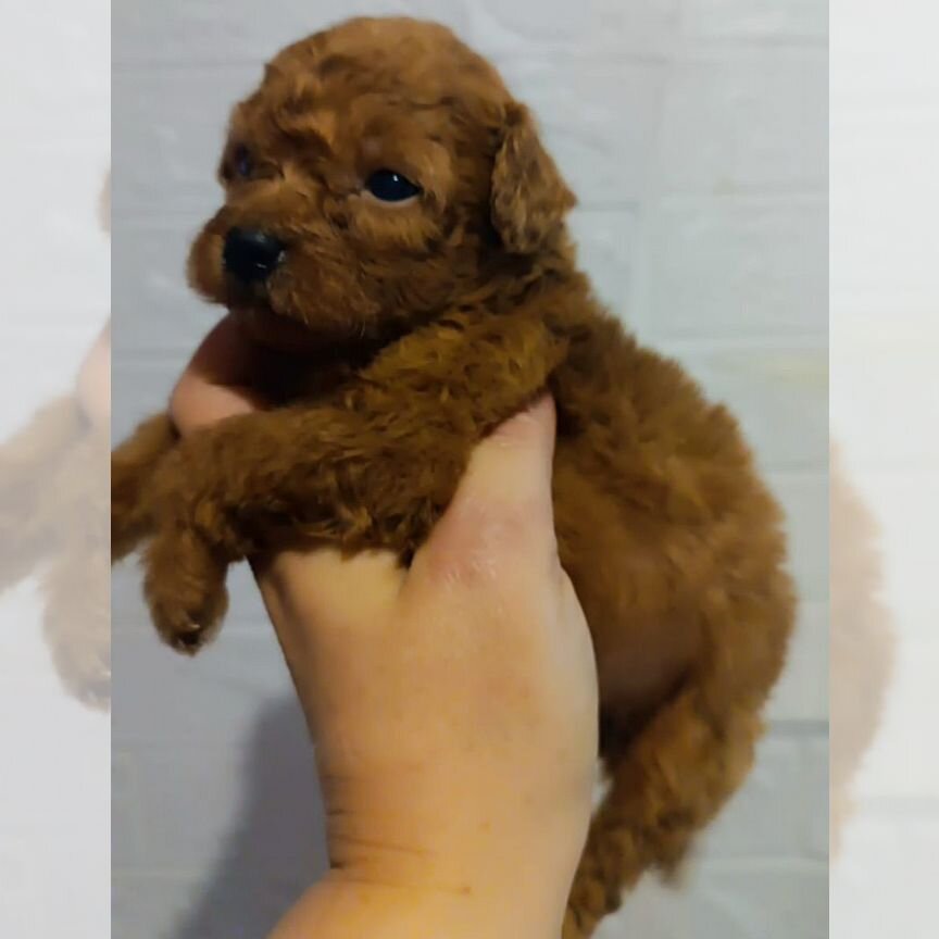 Мальтипу, щенок