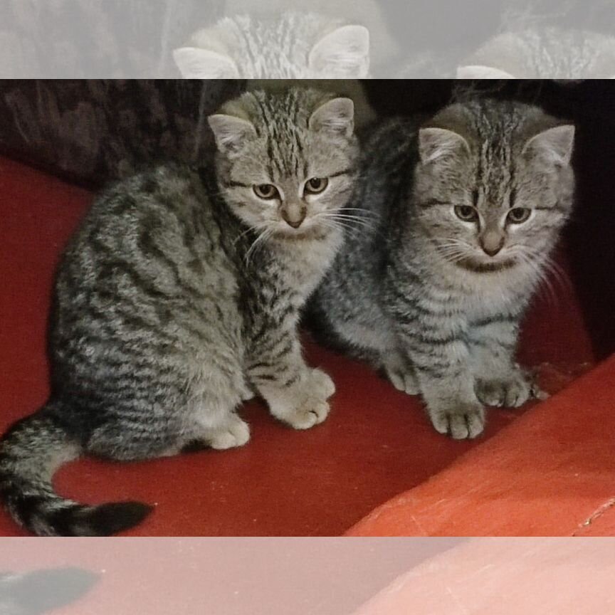 Котята в добрые руки приучены к лотку