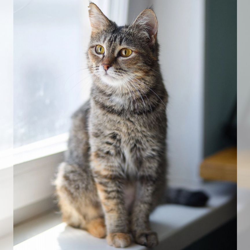 Кошка Линда ищет дом
