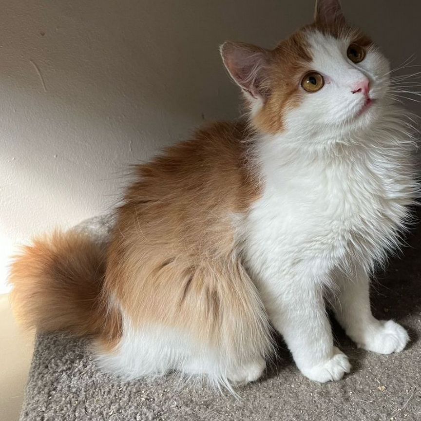 Котенок мальчик 6 месяцев