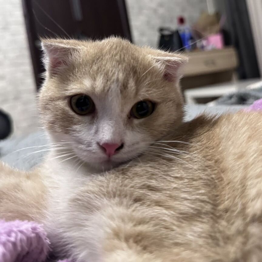 Британский короткошёрстный котёнок