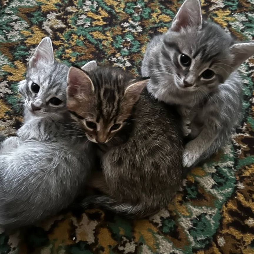Котята в добрые руки
