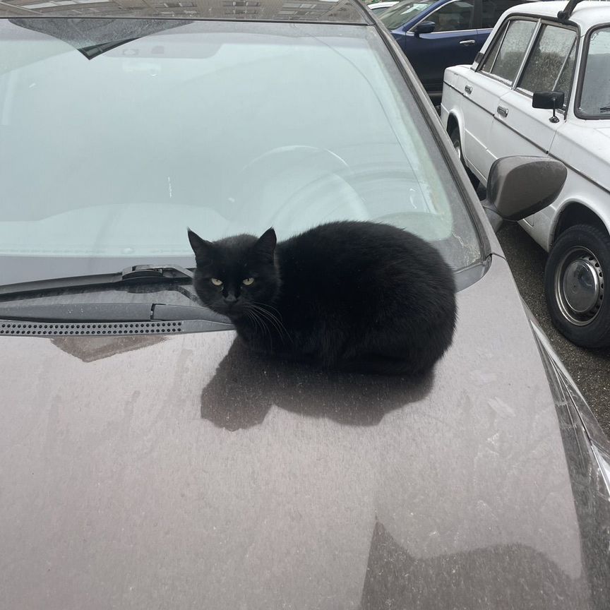 Кот в добрые руки