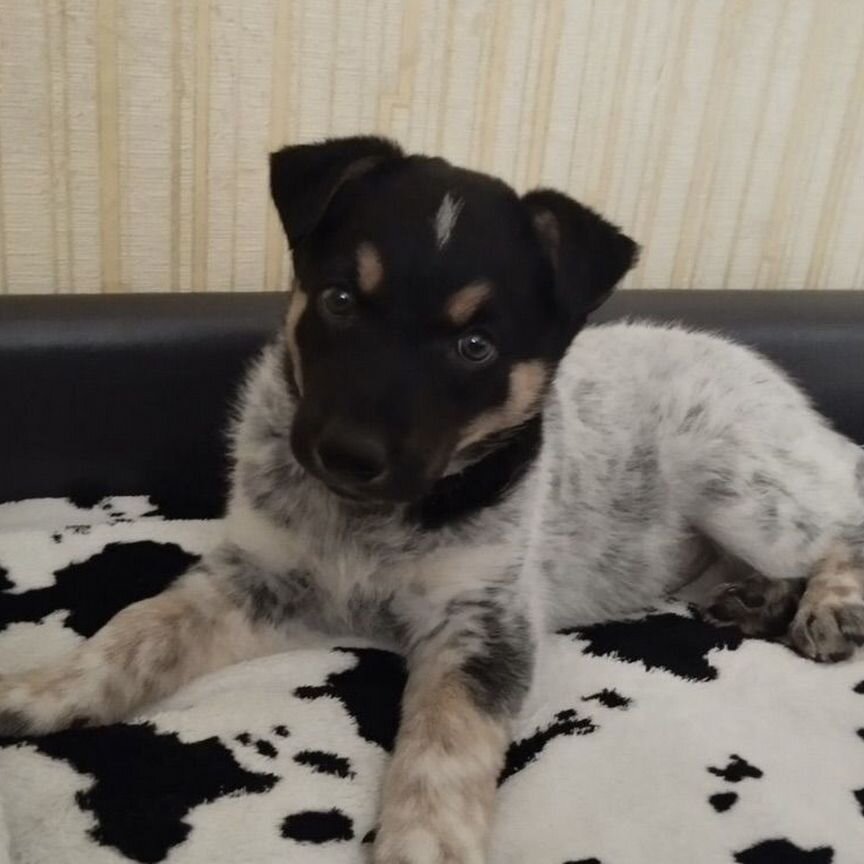 Щенок мальчик