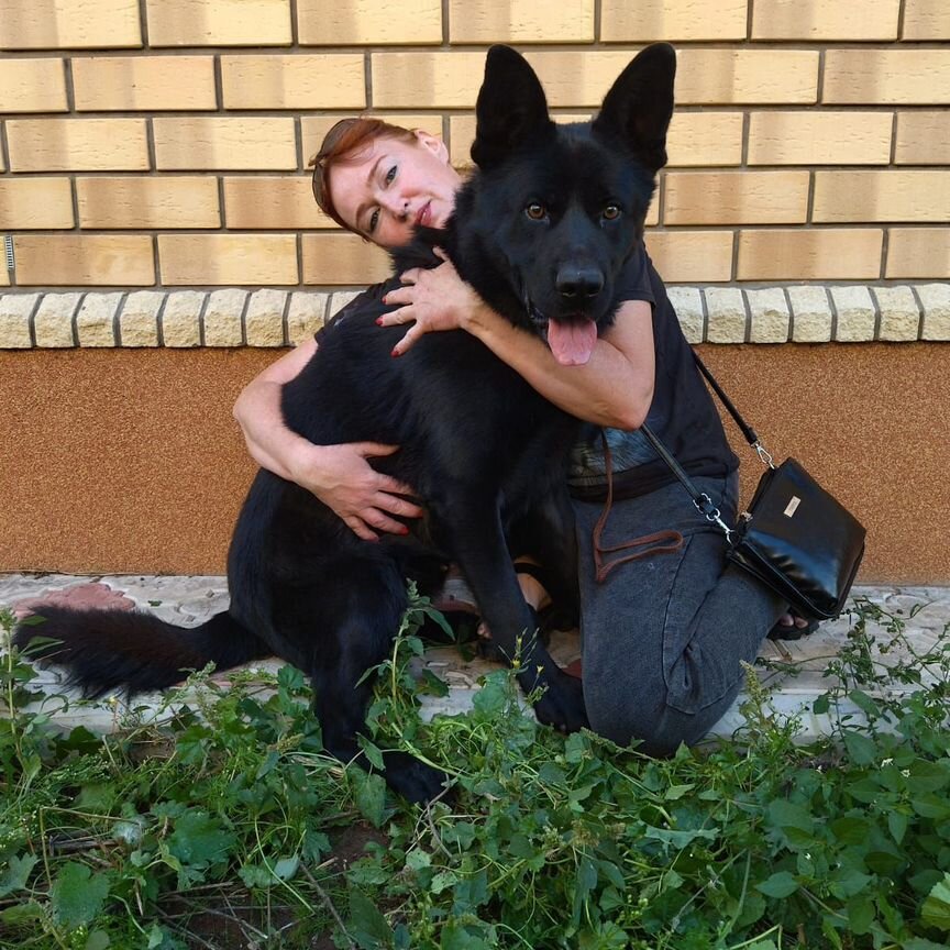 Немецкая овчарка