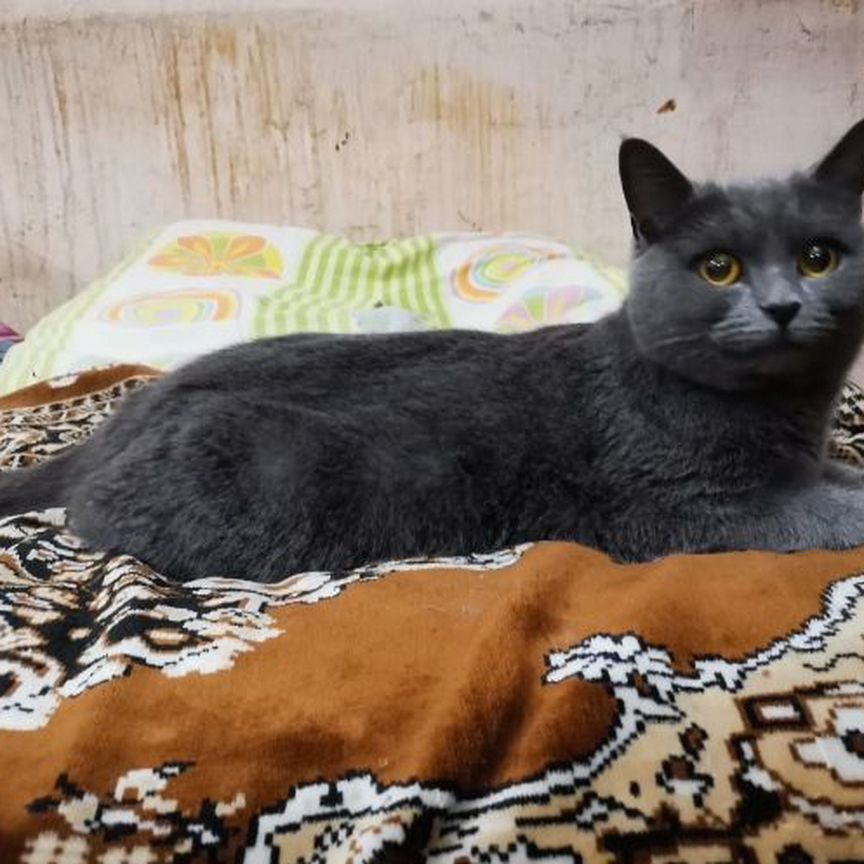 Кошечка поместь с британской 1,5 года