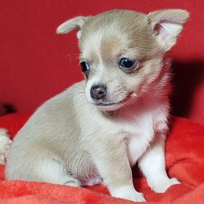 Чихуахуа, щенок