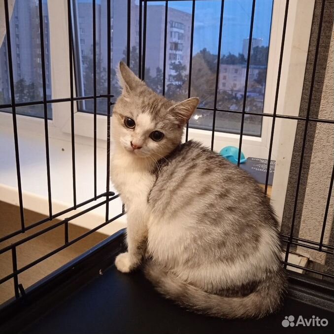 Котёнок Бурят