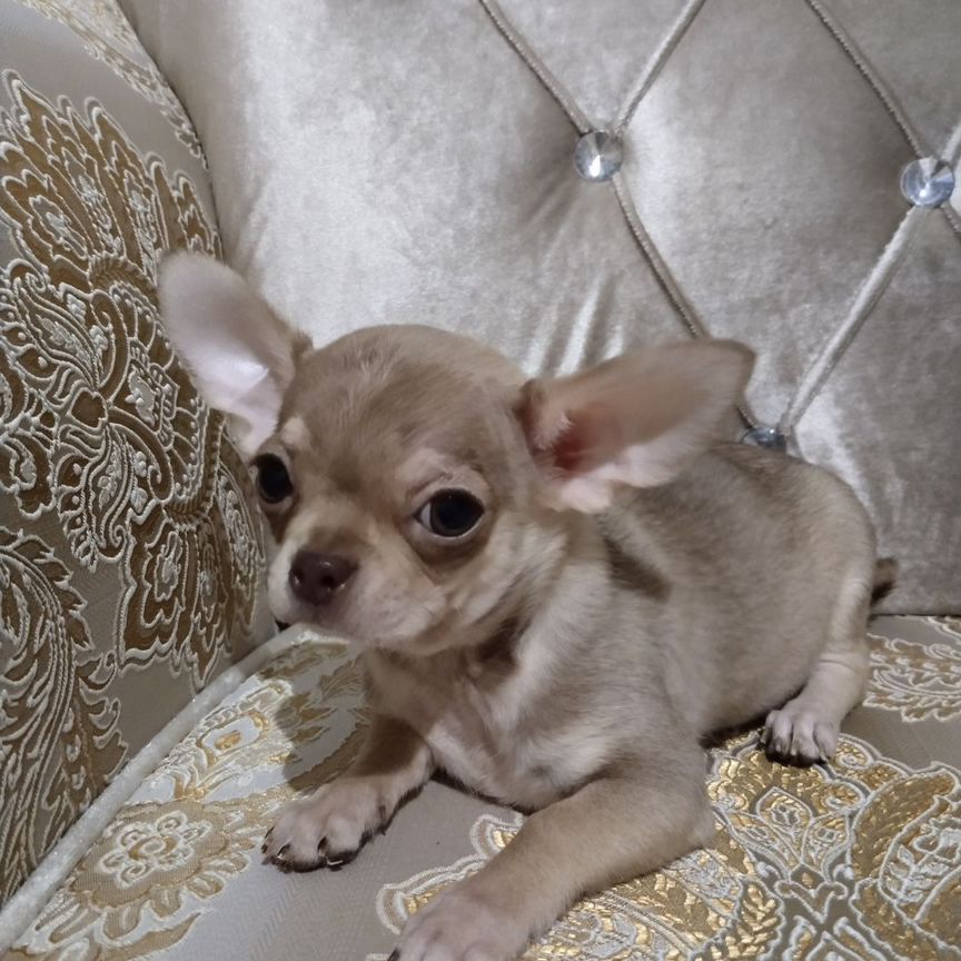 Чихомальчуган