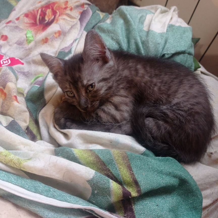 Котята в добрые руки 1,5 месяца