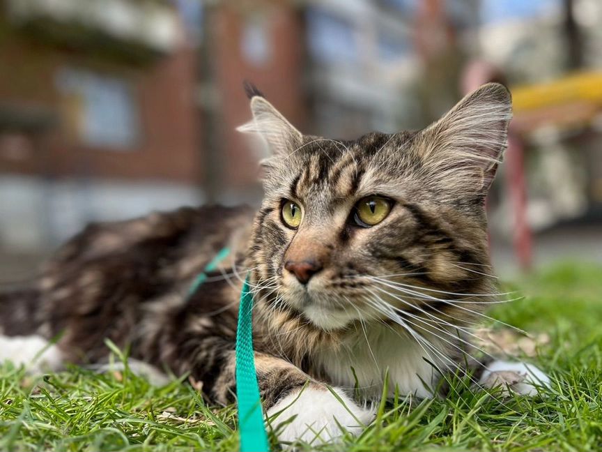 Мейн-кун кот