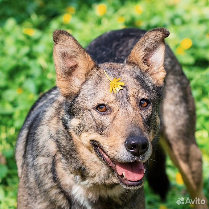 Стеша - нежная собака в поисках дома