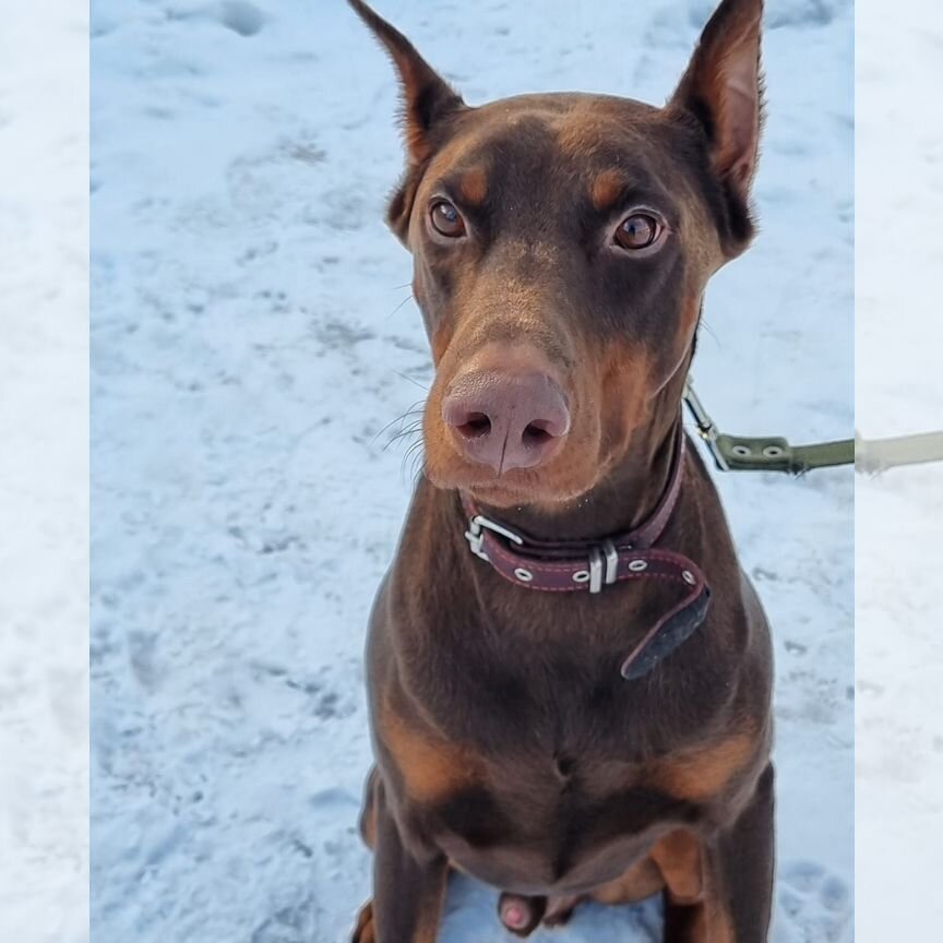 Доберман Вениамин в дар