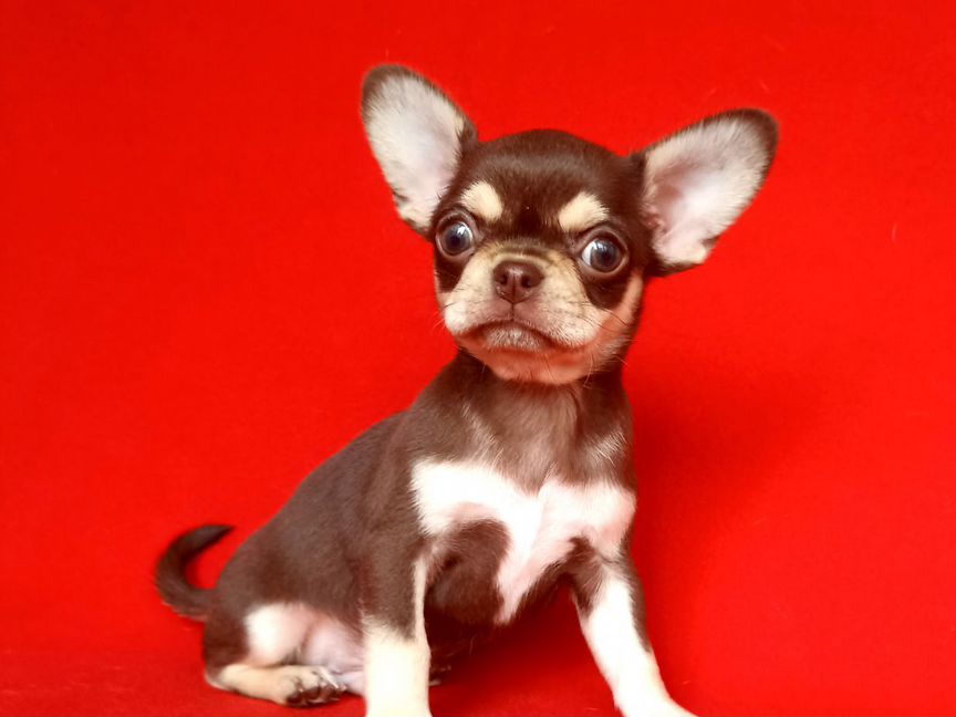 Шоко подпалый мальчик чихуа