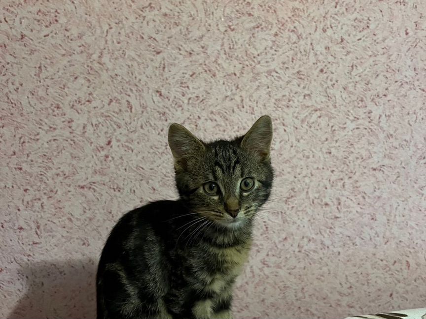 Коты в добрые руки