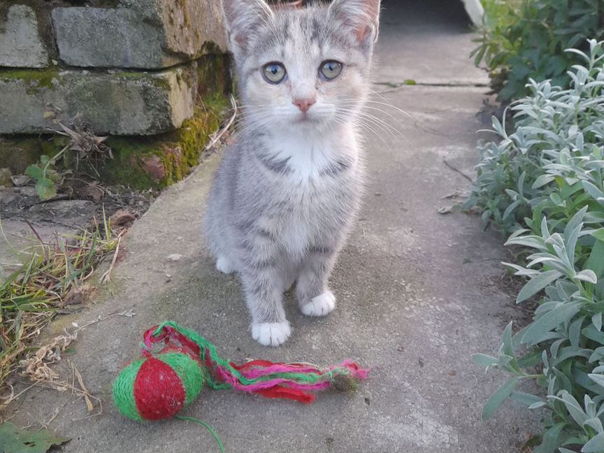 Котята в добрые руки