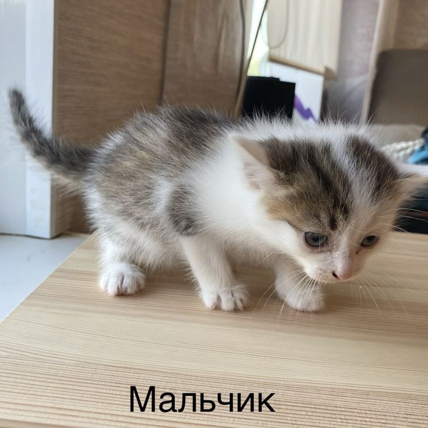 Котёнок в добрые руки