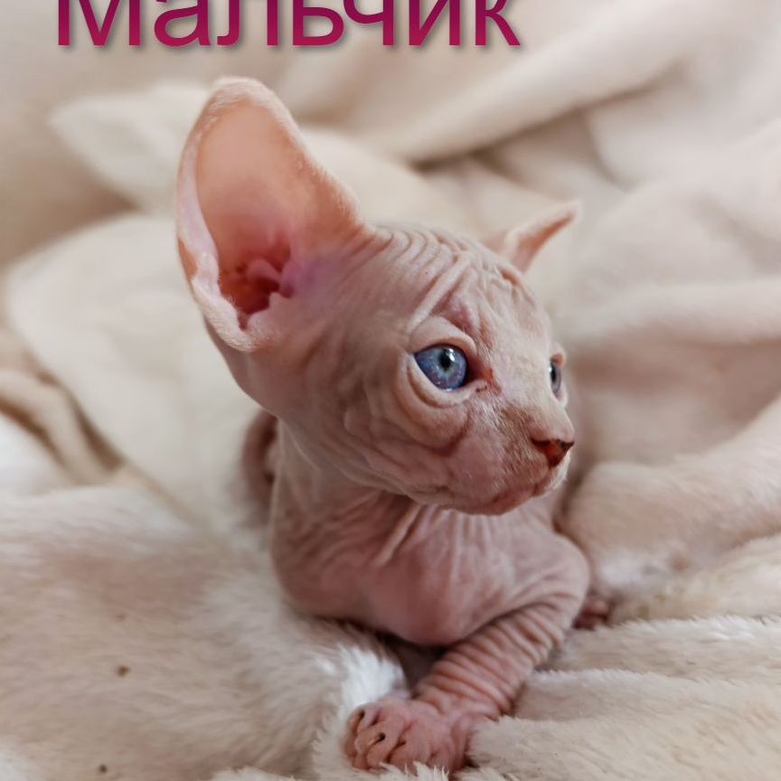 Котята Канадского сфинкса