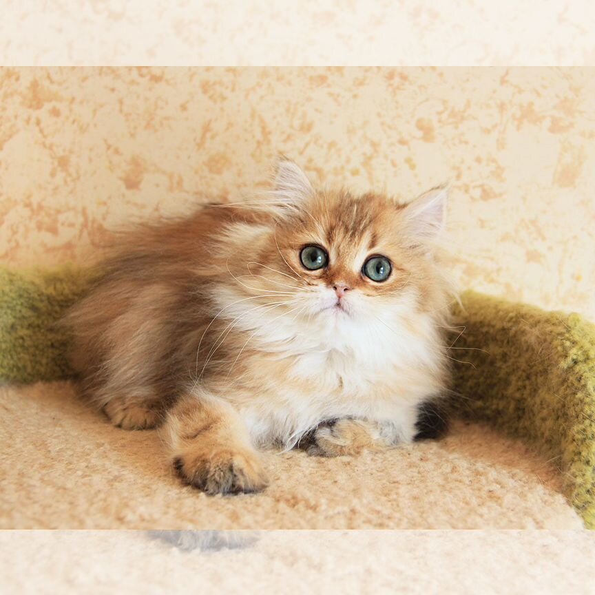 Тимофей - золотистая шиншилла котик