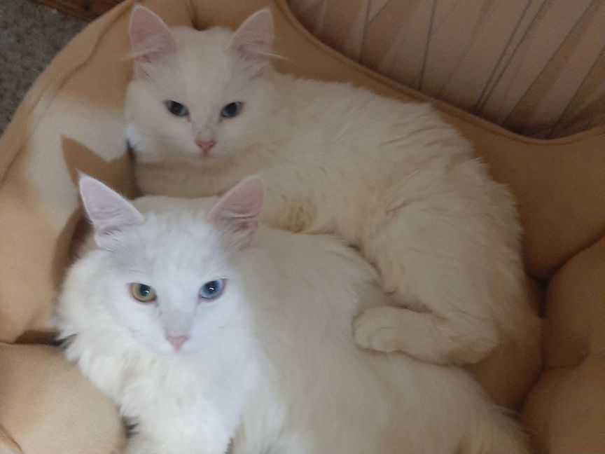 Турецкая ангора два потрясающих братика 6 мес