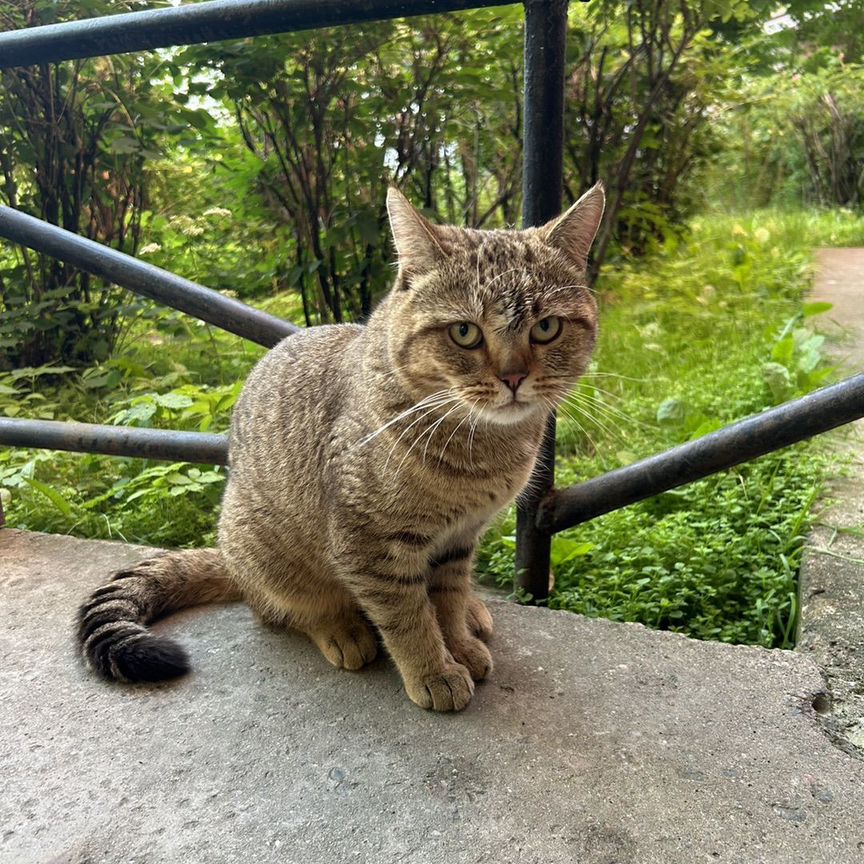 Британская кошка бесплатно