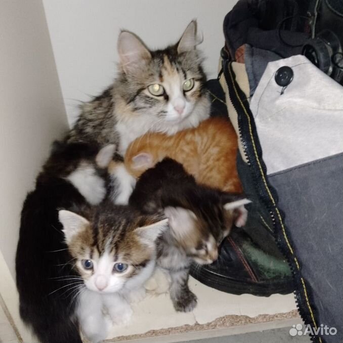 Котята в пожарной части