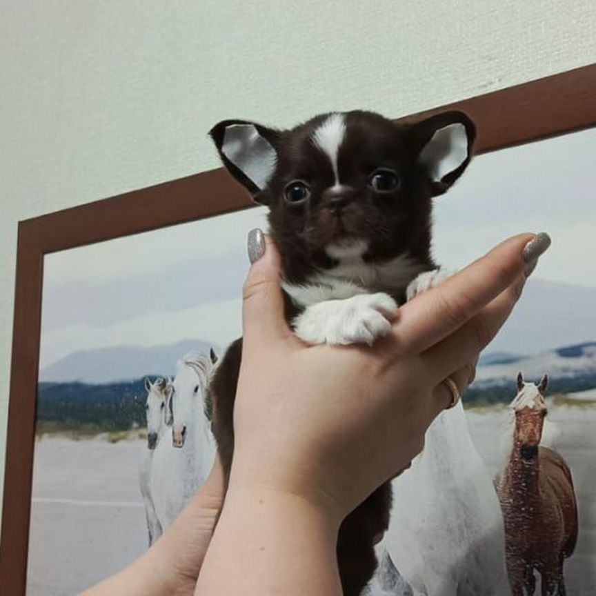 Чихуахуа, щенок